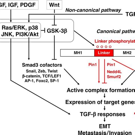 Smad3 Linker Phosphorylation Negatively Regulates Transforming Growth