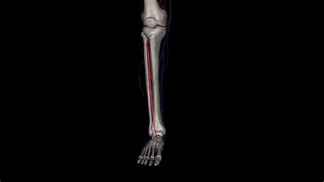 Anterior Tibial Artery