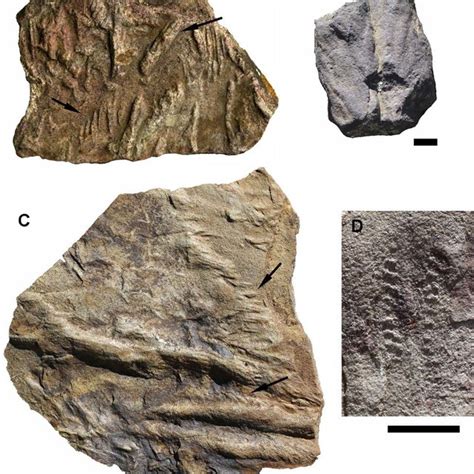 A Cochlichnus Mpcm Pi 0010 Point N7 B Treptichnus Pedum Arrow Download Scientific