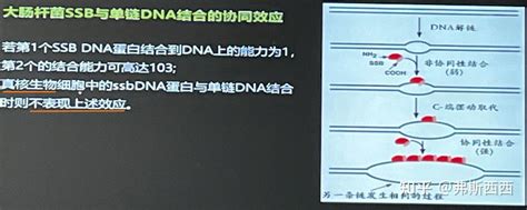 生化——dna的复制及损伤修复整理 知乎
