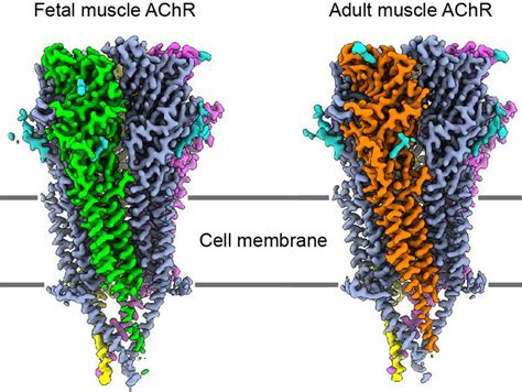 Fetal And Adult Muscle Recepto Image Eurekalert Science News Releases