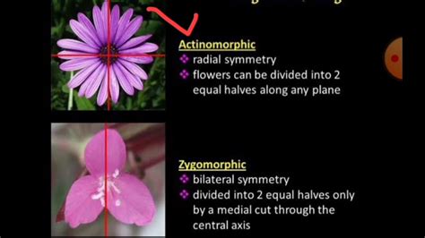 Actinomorphic And Zygomorphic Flowers Neet2024 Youtube