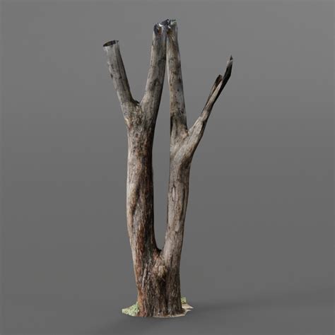 Tree Trunks Free Trees Models Blenderkit