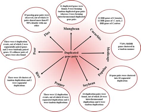 Synteny Analysis Carried Out In Different Plants Download Scientific Diagram
