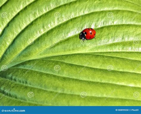 Ladybird On A Green Leaf Stock Image 75383653