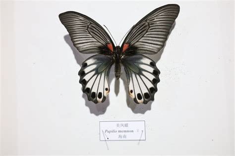 美凤蝶 长江文明馆