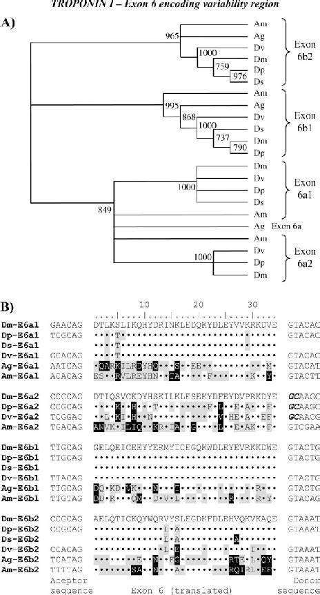 —phylogenetic Tree And Alignment Of The Differentially Spliced Tpni Download Scientific Diagram