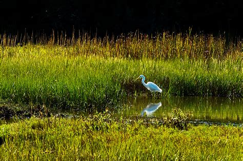 Tomales Bay Sp Image Gallery
