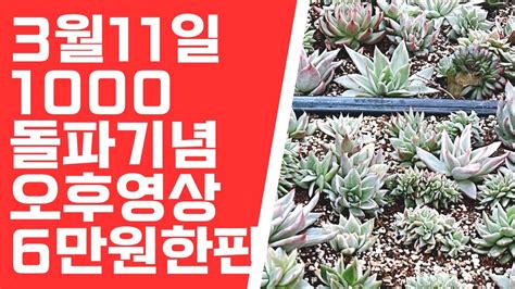 3월11일🌈천명돌파기념야간열차다육이도매 금다육이 다육이농장 금다육판매 삽목판감사합니다 Youtube