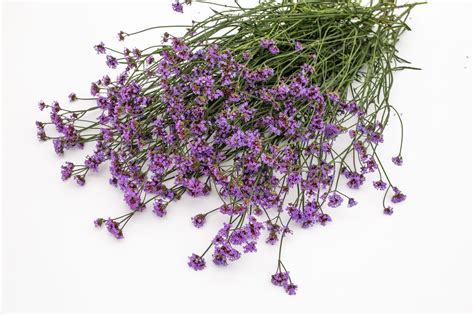 Semena Verbena Vanity · Loukykvět