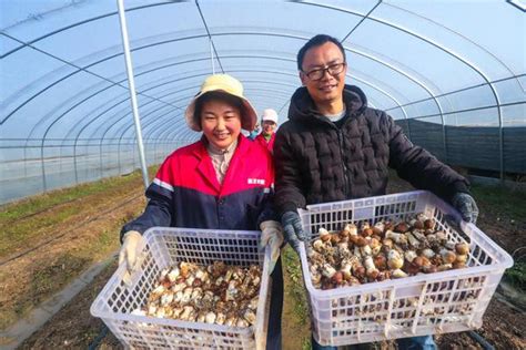 图说光山丨种植赤松茸富农家 东方养生频道 东方养生