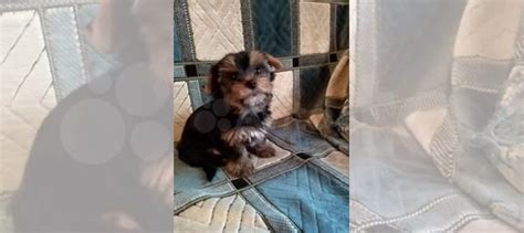 Собаки купить в Тольятти Животные и зоотовары Авито