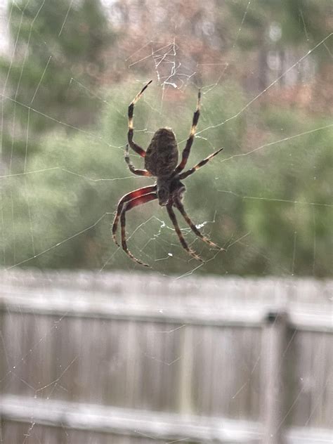 Red Femured Spotted Orb Weaver Rspiders