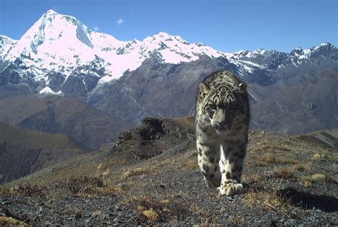 Wwf 39 5 Increase In Snow Leopard Numbers In Bhutan ‘a Milestone