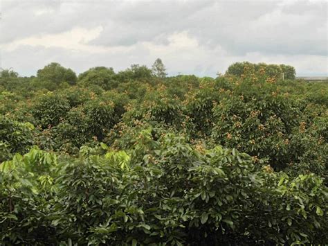 แปลงสวนผลไม้ผสมผสาน 19ไร่ 3 งาน 20 ตรว ที่ดินร้อยแปด คอม