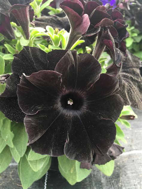 13 Gothic Flowers For Your Garden Michael Perry Mr Plant Geek