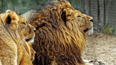 Пакистанските власти прибраха 18 лъва гледани нелегално като домашни любимци Новини бг