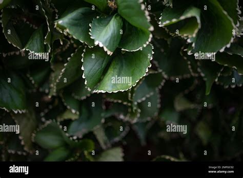 Copper Leaf Dental At Marisa Johnson Blog