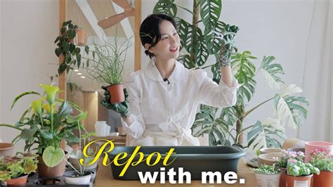 요즘 제 유일한 취미예요 식물 만지는 거🪴초보식집사 꿀팁 분갈이 식물번식 Youtube