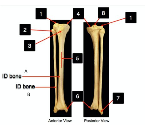 Tibia And Fibula Diagram Quizlet