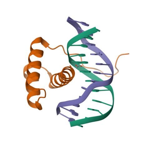 Rcsb Pdb 8pna Transcription Factor Barhl2 Bound To Taatg Dna Sequence Rcsb Pdb 8pna Transcription Factor Barhl2 Bound To Taatg Dna Sequence