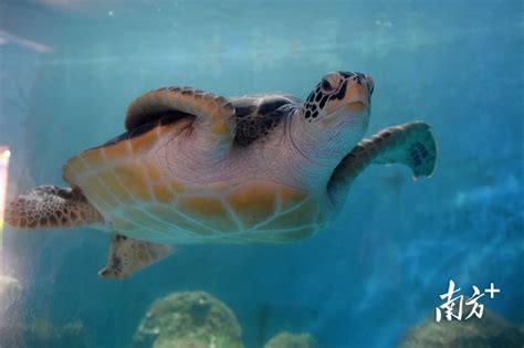 世界海龟日｜一只惠东海龟的自述南方plus南方