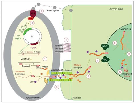 Nucleus Biology