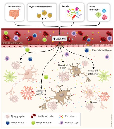 Inflammatory Cascade In Alzheimers Disease Pathogenesis A Review Of