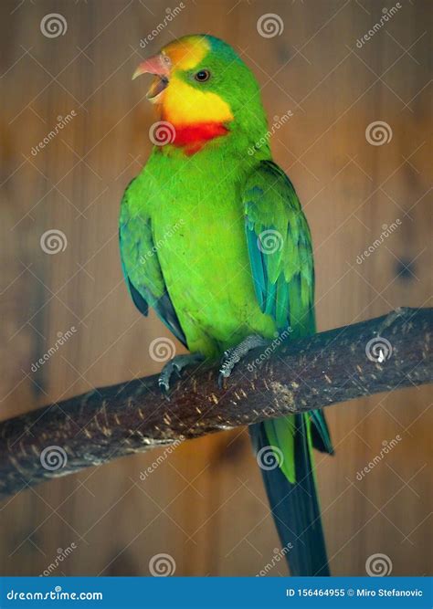 Parrots Are Classified In The Animal Kingdom Chordate Tribe Bird Class Aviation Subclass And