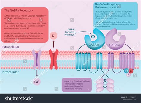 Receptor Over 7206 Royalty Free Licensable Stock Vectors And Vector Art Shutterstock