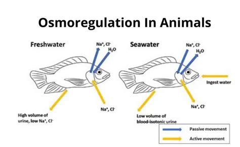 Homeostatic Imbalance Diseases In Humans And Their Causes