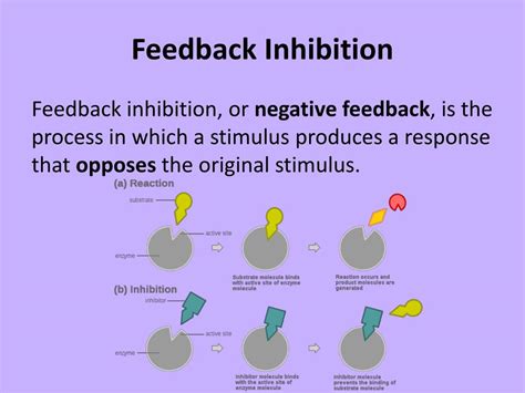 Ppt The Human Body Organ Systems And Homeostasis Powerpoint