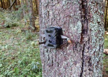 How To Hide A Trail Camera From Humans Hacks To Prevent Theft GudGear