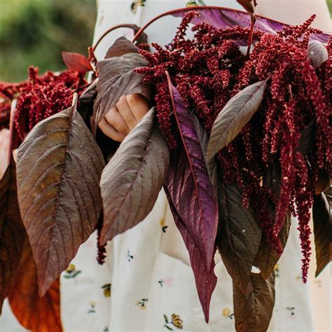 Kerala Red Spinach Amaranth Thresh Seed Co