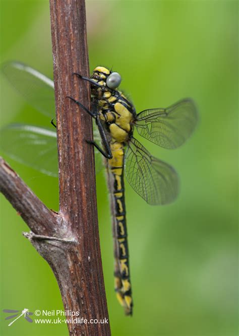 Club Tailed Dragonfly Gomphus Vulgatissimus Uk Wildlife