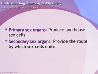 Chapter22 Reproductive System PPT