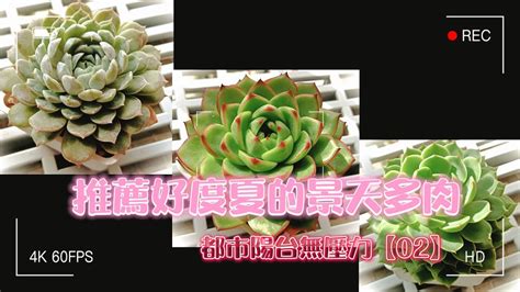 優雅貓兒推薦都市陽台渡夏無壓力的景天項目02蟲害防治〡蟲害藥品 〡介殼蟲 〡紅蜘蛛〡賽速安〡芬佈賜 YouTube