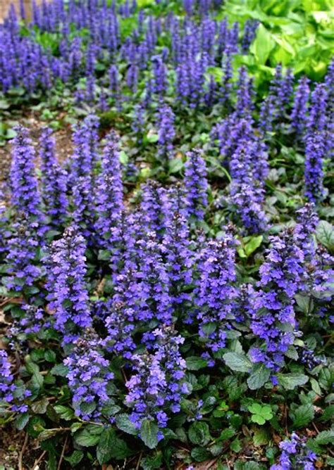 四季の山野草セイヨウキランソウ