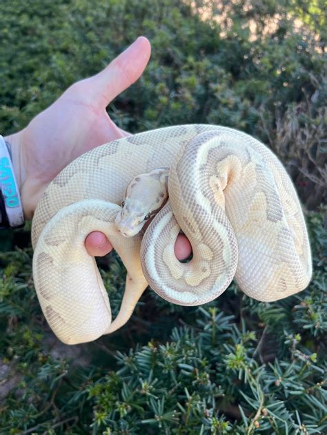 Juvenile Hypo Super Pastel Butter Vanilla Ball Python Female Scales And Tails Of Ohio