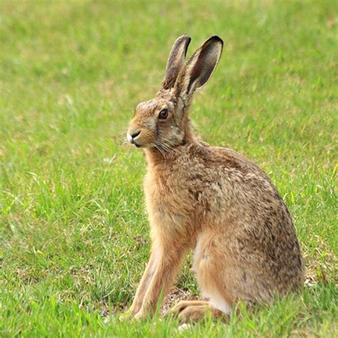 Hare Vs Rabbit Whats The Difference Writing Explained