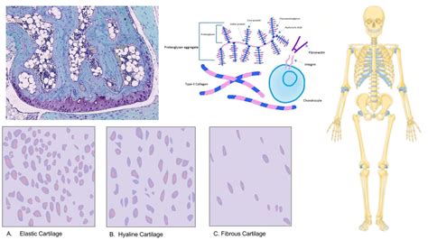 Hyaline Cartilage Definition Structure Functions Biology Notes Online