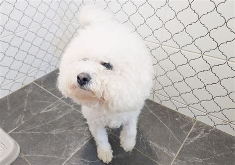 비숑프리제 담이 시바견수명 푸들무료분양 대전고양이분양 제페니스스피츠 강아지보호소 시바견특징 유기견분양 평택강아지분양 강아지무료분양 유기견무료분양 유기묘입양 유기묘