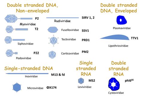 Bacteriophage Introduction Structure Classification Replication