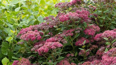 How To Grow Care For And Design With Spirea Shrubs In The Garden