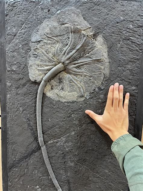 如何寻找化石（一） 在了解化石之前，我们要了解三个基础知识“岩石”“年代”和“地层” 辨认岩石：我们先来说一说化石的载体“岩石”，通过岩石的成因，我们可以将其分为三大类“岩浆岩”“沉积岩”和