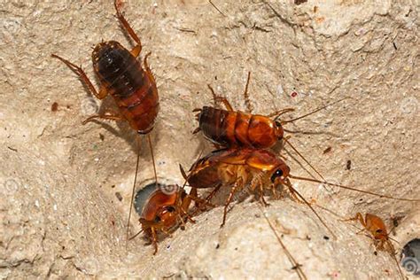 Red Runner Cockroach Stock Image Image Of Disease 331423355