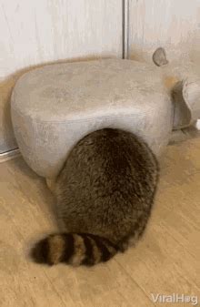 Raccoon Fat Racoon  Raccoon Fat Racoon Stuck Discover And Share S