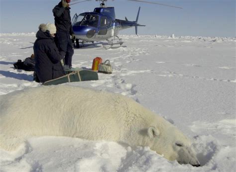 Breakthrough Polar Bear Witness Science Friday