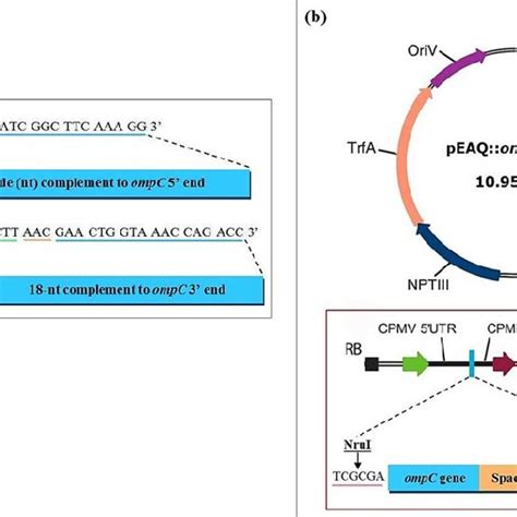 Schematic Diagrams Of A Pf1ompc And Pr1ompc Primers Designed For Ompc Download Scientific
