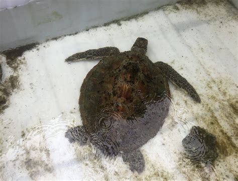 Shell Shocked Environmentalists Outraged By Attempted Turtle Theft